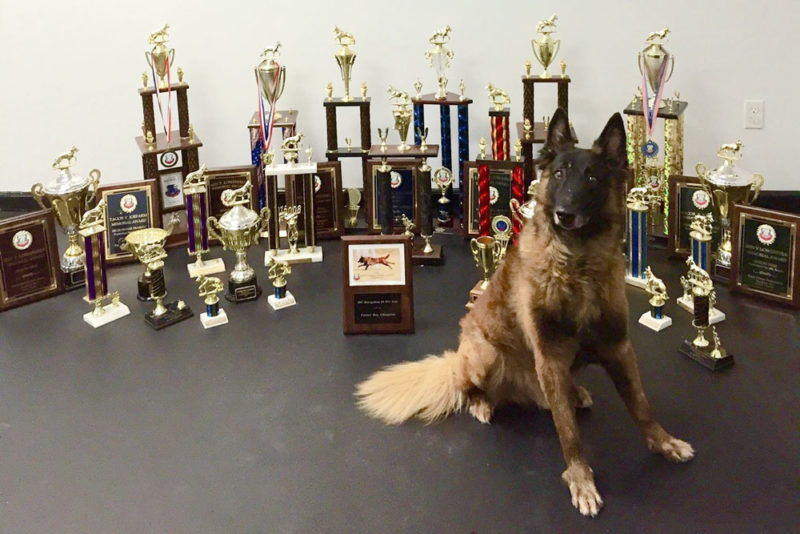 PSA Hall of Fame - PSAK9-AS